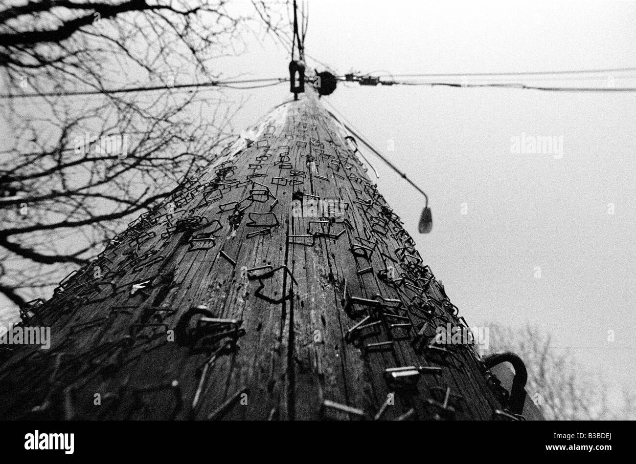Photo of a light pole/telephone pole Stock Photo - Alamy