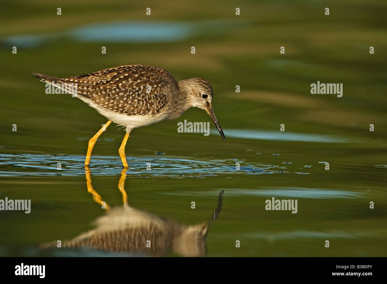 Lesser yellowlegs feeding Stock Photo - Alamy