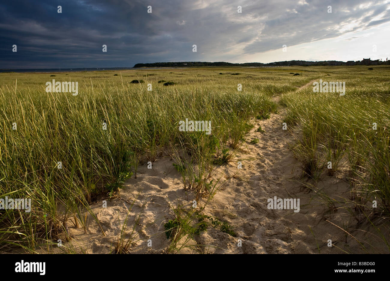 Coastal Grasses Chatham Beach Cape Cod Massachusetts Stock Photo - Alamy