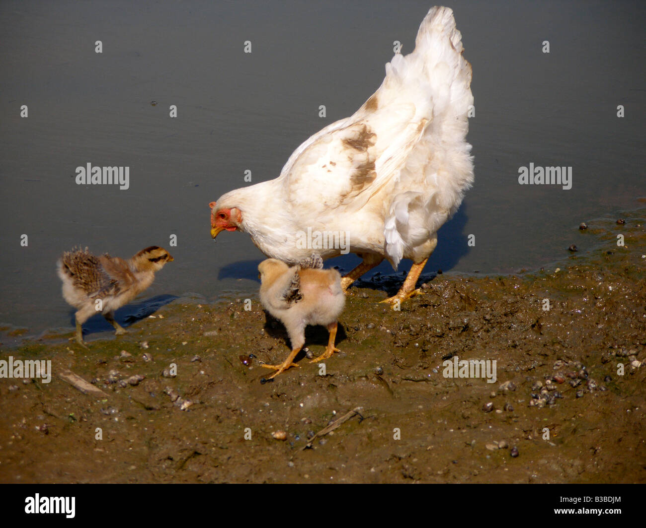 A hen with chicks on the shores of Lake Victoria, Uganda Stock Photo ...