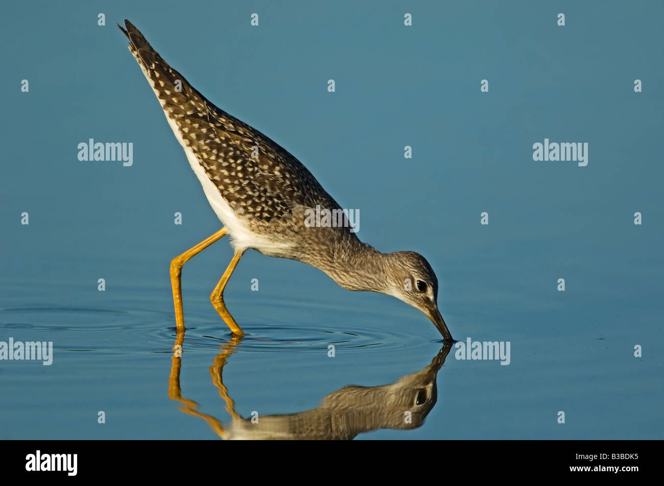 Lesser yellowlegs feeding Stock Photo - Alamy