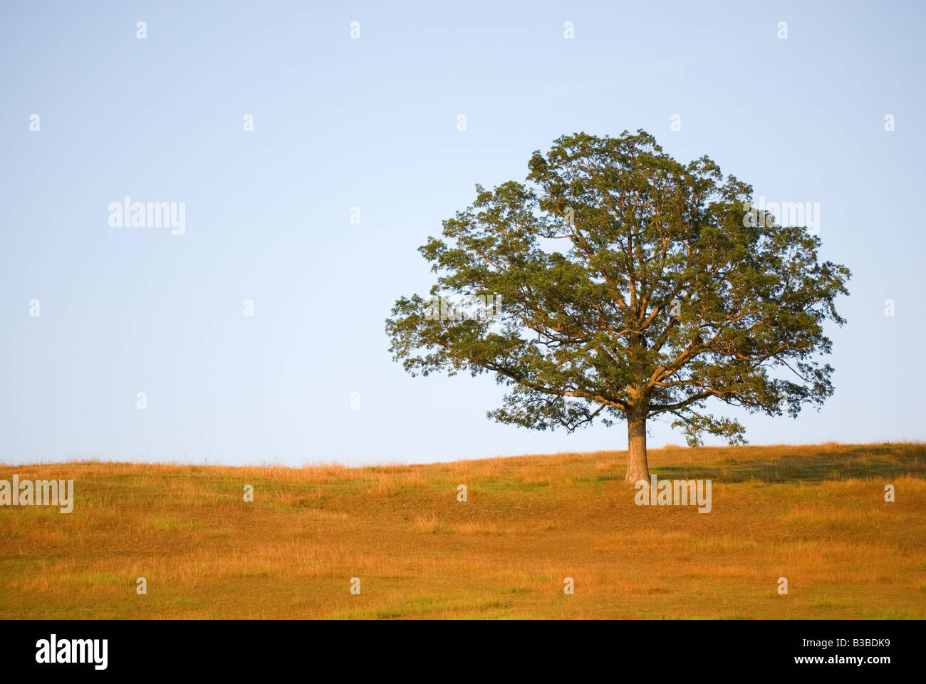 Single tree on a hill Stock Photo - Alamy