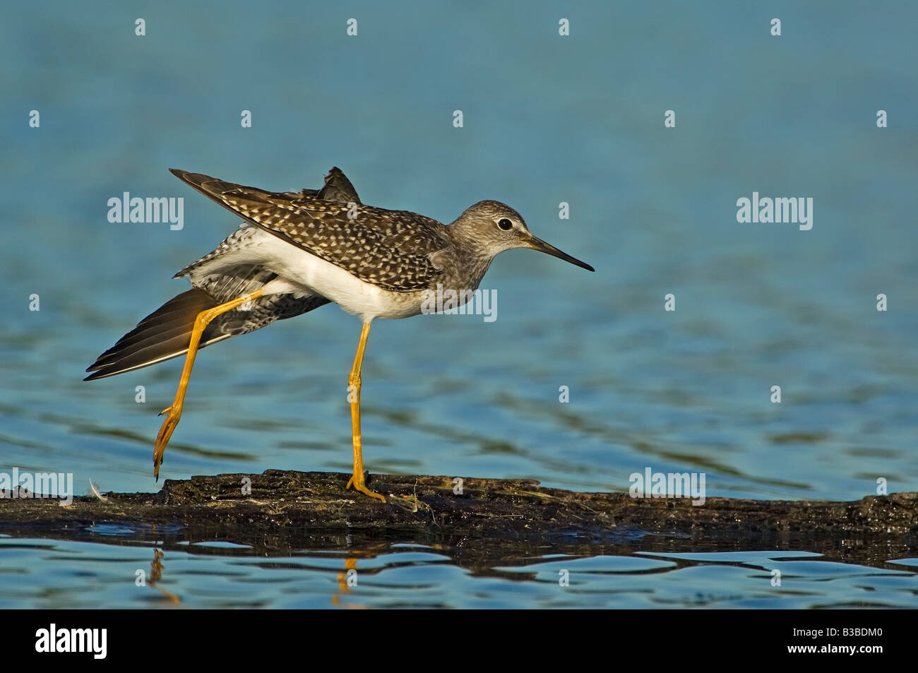 Lesser yellowlegs wing stretch Stock Photo - Alamy