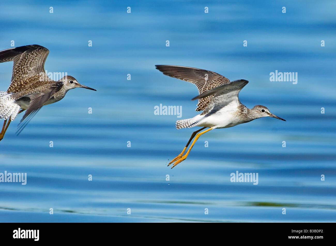 Two lesser yellowlegs in flight Stock Photo - Alamy