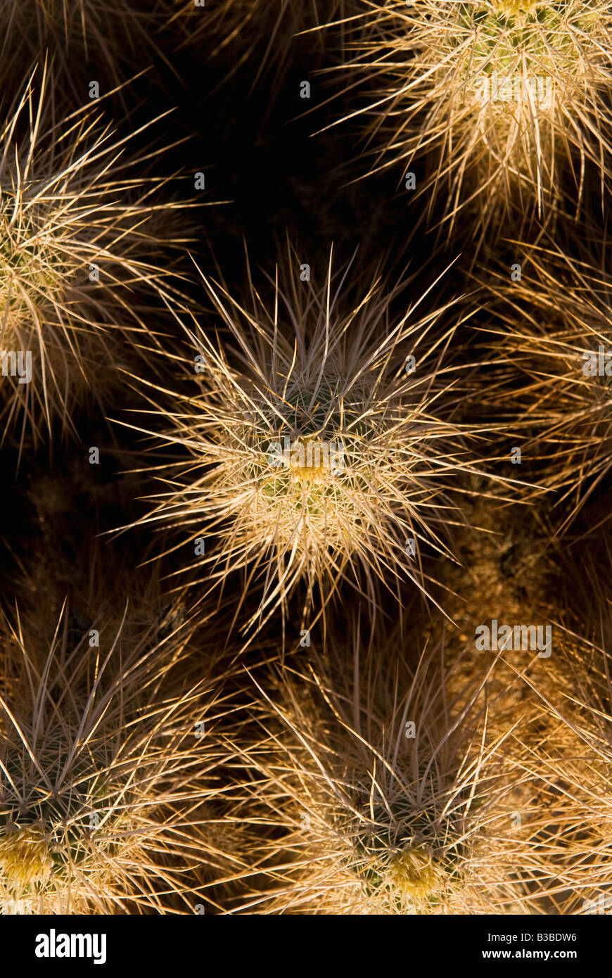 Detail of the thorn covered teddy-bear cholla (Cylindropuntia bigelovii ...