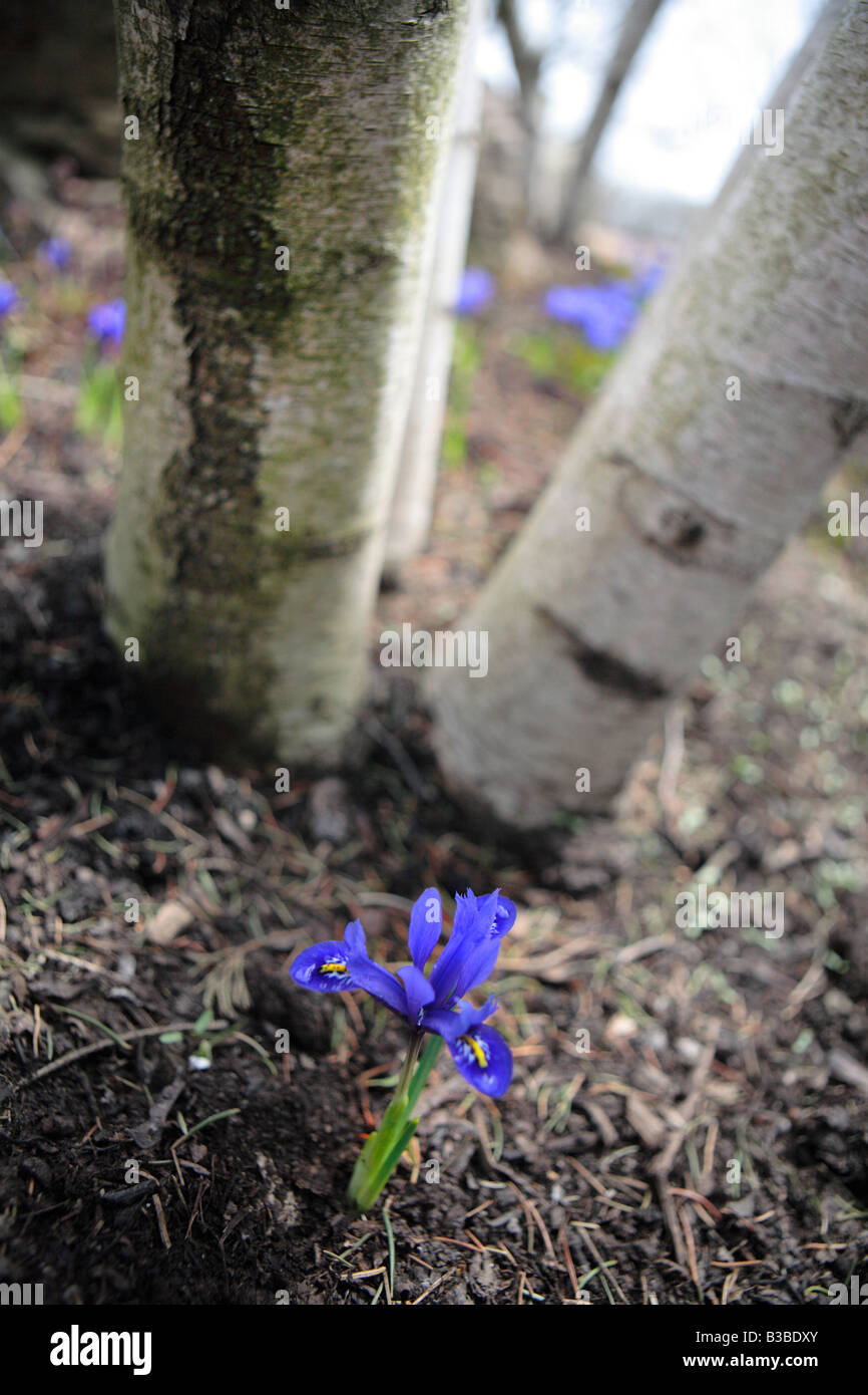 Iris tree hi-res stock photography and images - Alamy