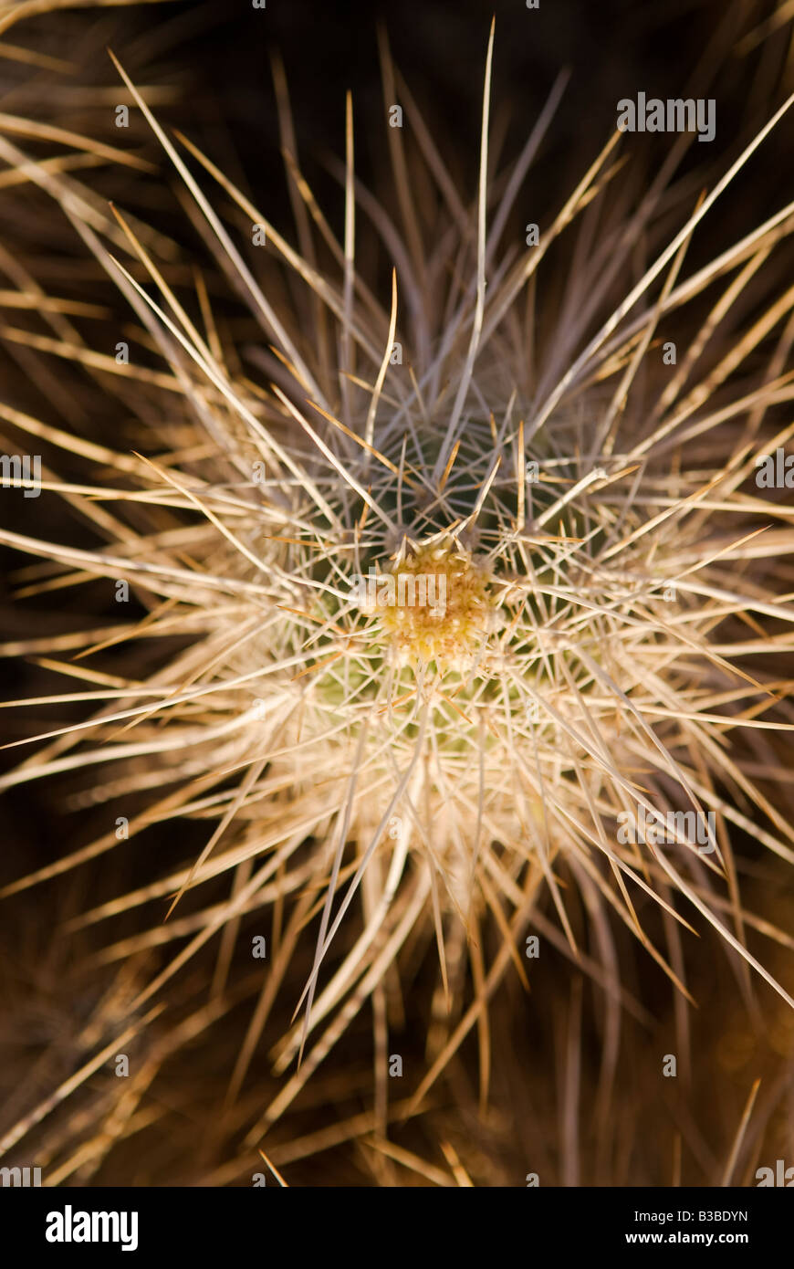 Detail of the thorn covered teddy-bear cholla (Cylindropuntia bigelovii ...
