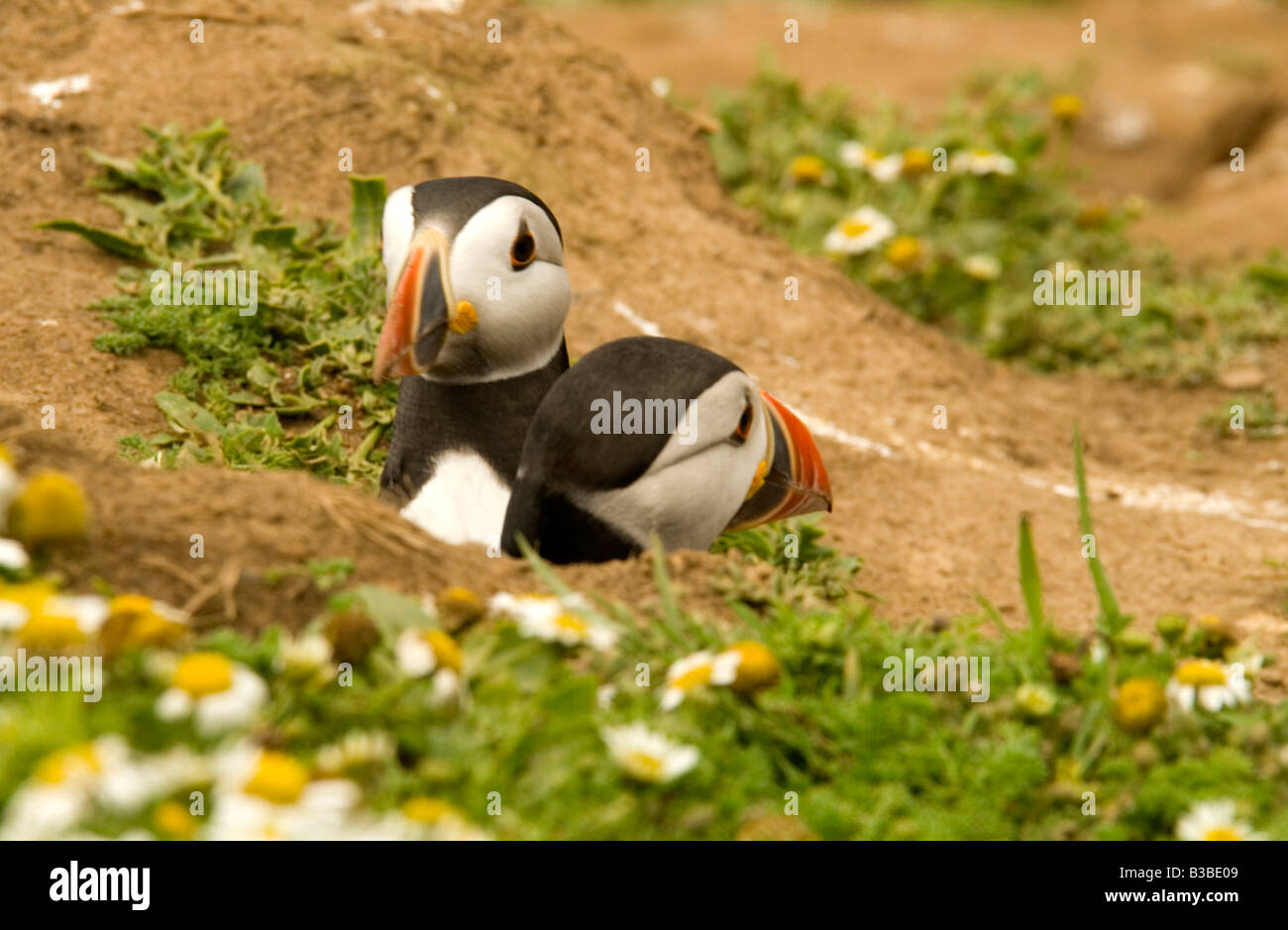 Puffin (Fratercula arctica) A Male and Female puffin emerge from an ...