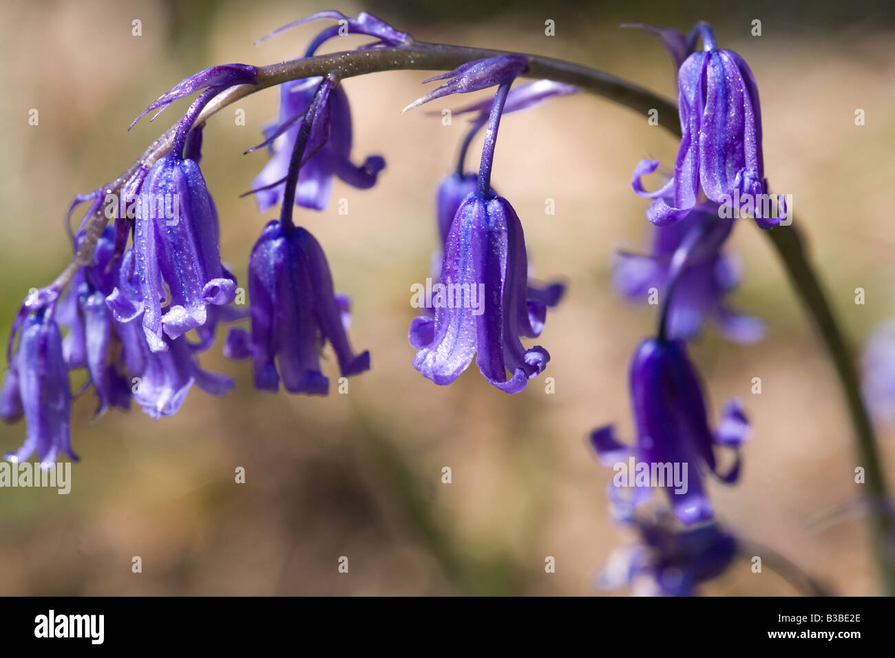 Close-up of British Bluebell Stock Photo - Alamy