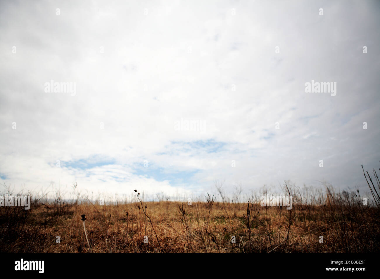 PRAIRIE GRASSES AFTER WINTER SEASON IN NORTHERN ILLINOIS USA Stock ...