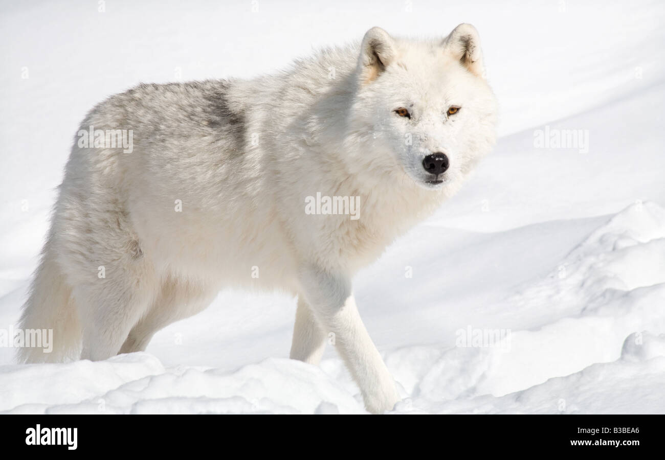 Arctic wolf snow hi-res stock photography and images - Alamy