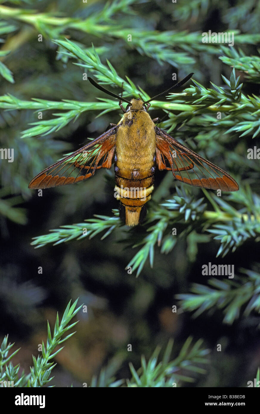 Snowberry clearwing (Hemaris diffinis) moth clinging to shrub near ...