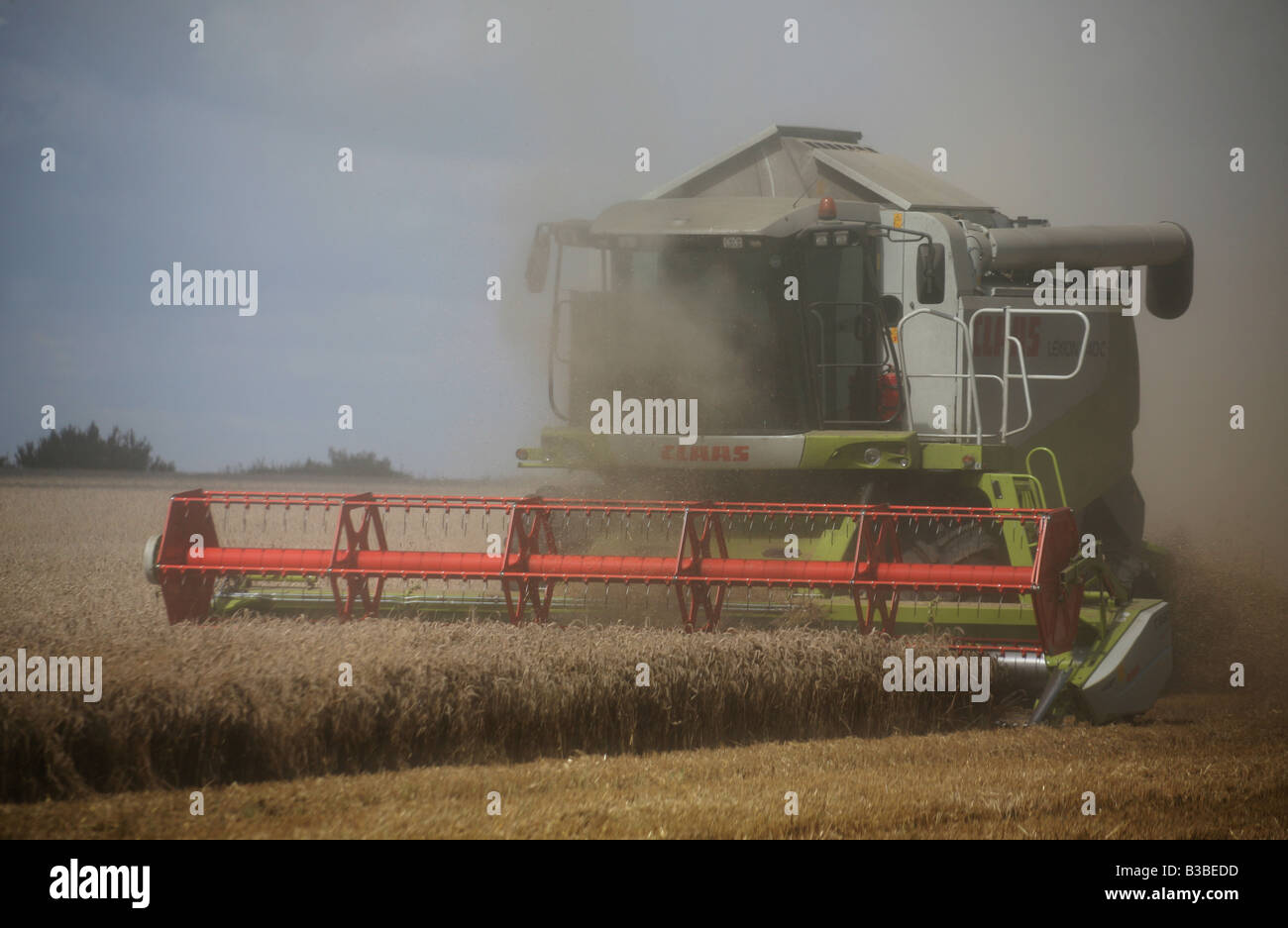 A COMBINE HARVESTER HARVESTS WHEAT FOR BREAD PRODUCTION AT THE VILLAGE ...
