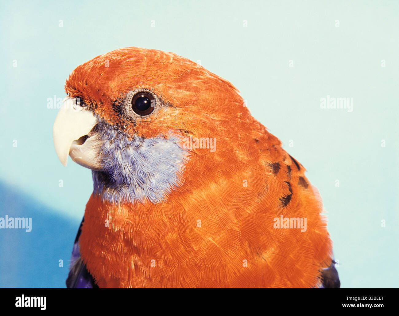 Australian birds crimson rosella hi-res stock photography and images ...