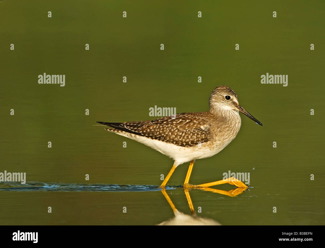 Lesser yellowlegs foraging on green pond Stock Photo - Alamy