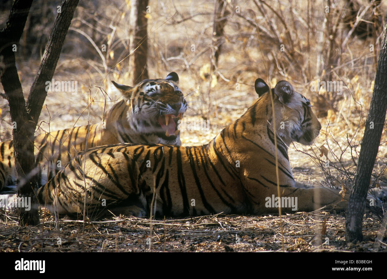 Bengal Tiger growling in the forest of Ranthambore Tiger reserve, India ...