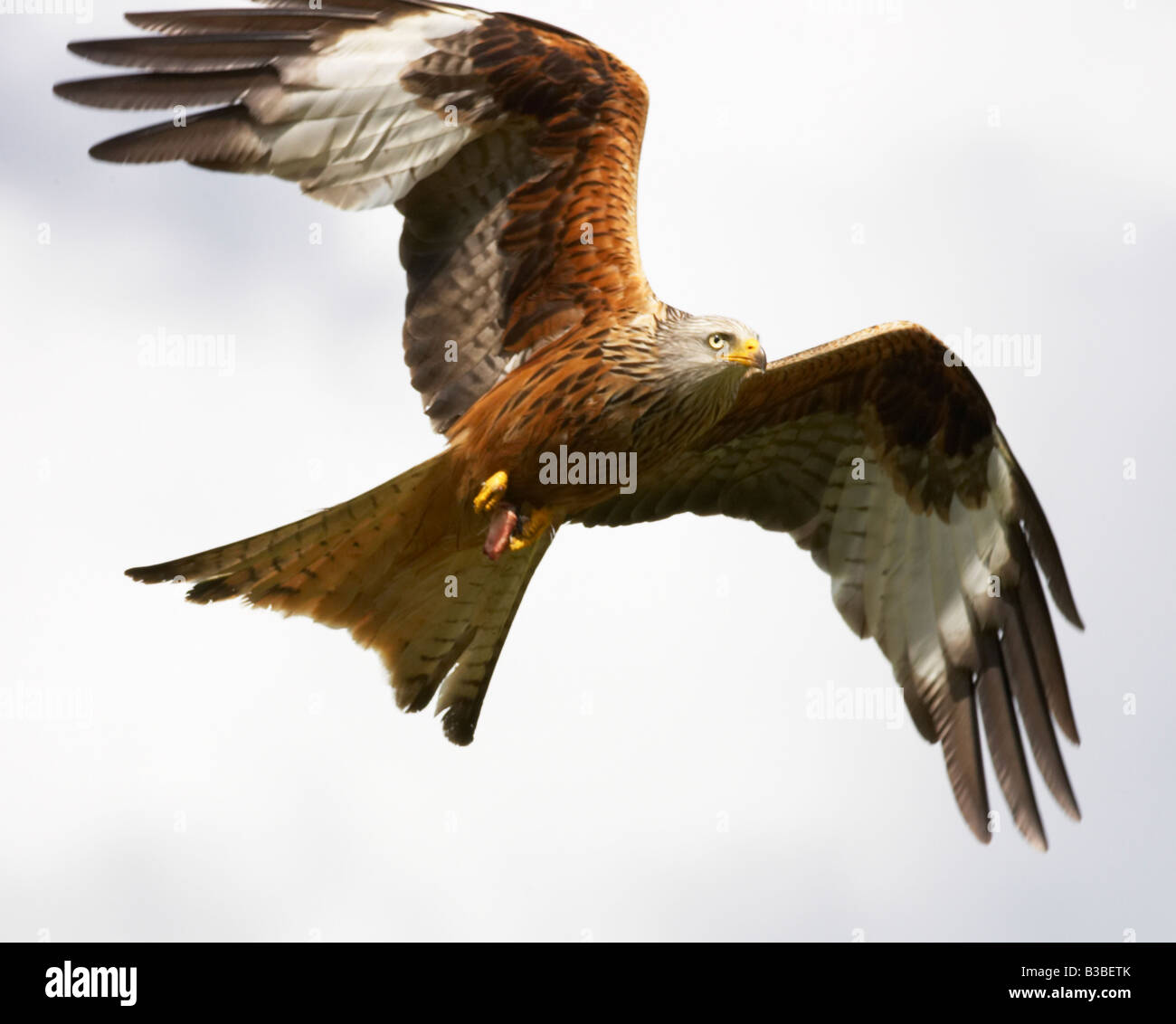 Red kite in flight Stock Photo - Alamy