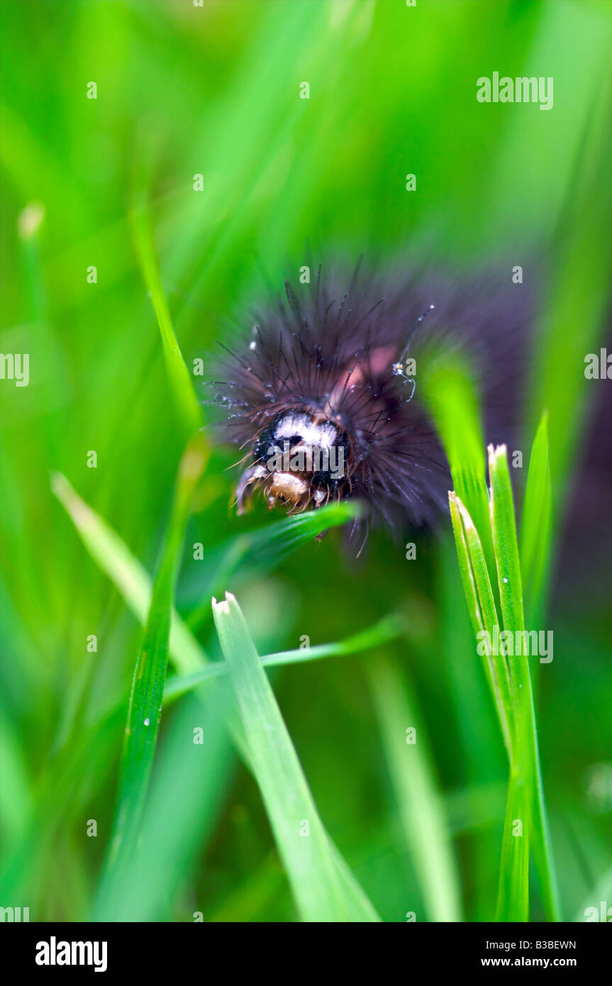 Caterpillar working its way through the grass Stock Photo - Alamy