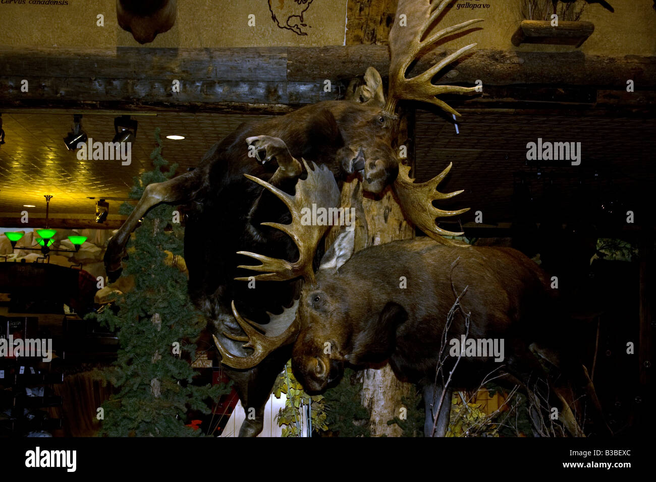 Stuffed Moose Bass Pro retail store in Los Vegas NV Stock Photo - Alamy