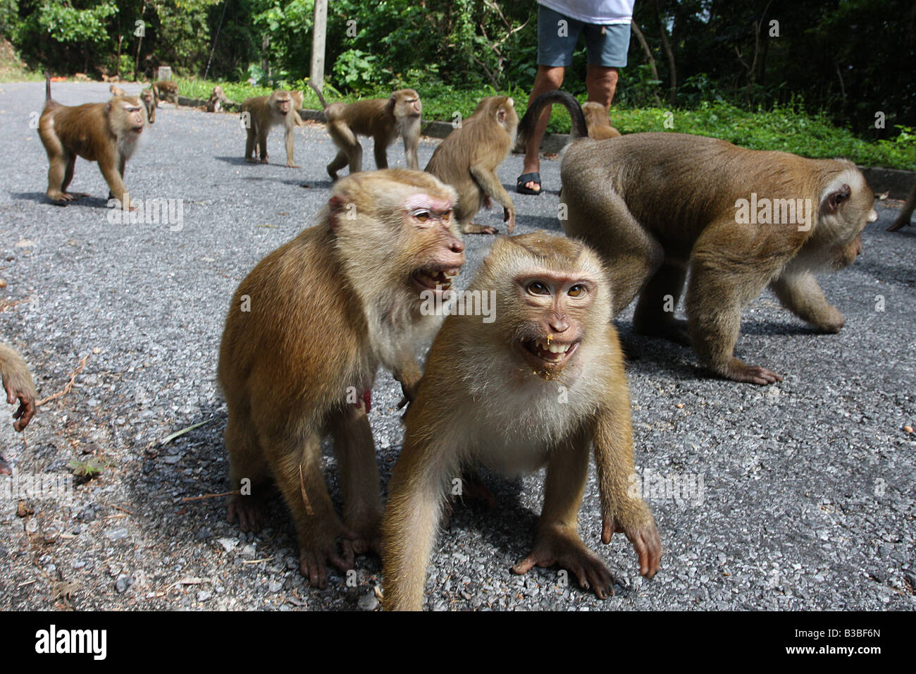 two monkeys arguing Stock Photo - Alamy