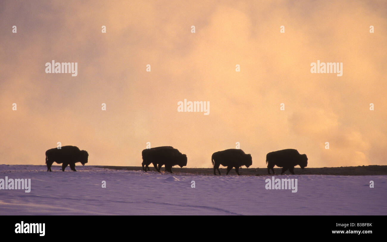 Yellowstone wildlife scene hi-res stock photography and images - Alamy