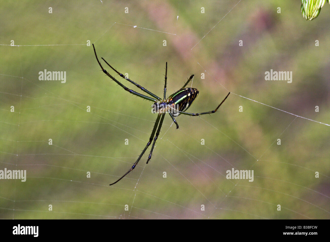 Insect india hi-res stock photography and images - Alamy