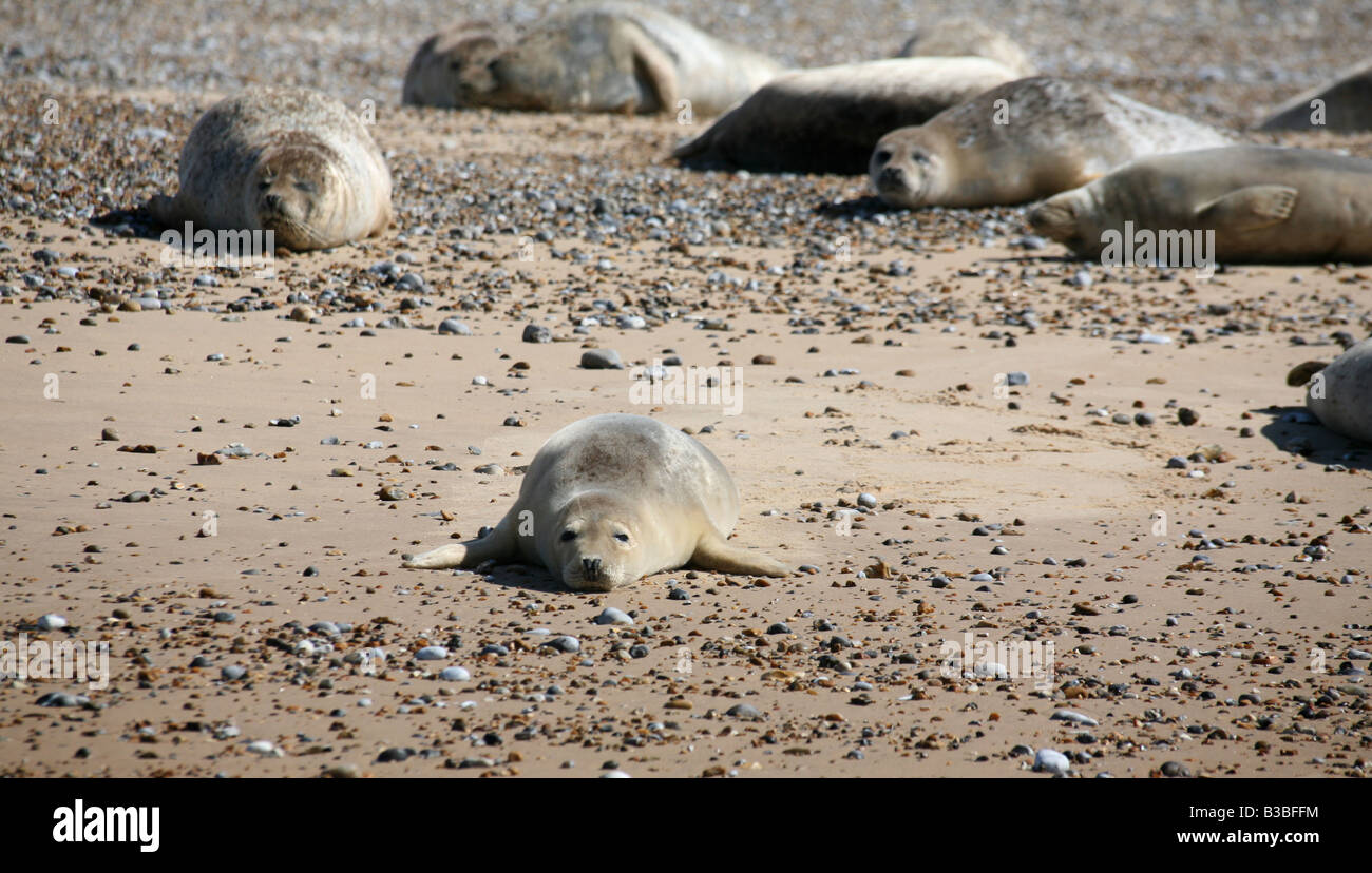 Common Seal basking in the sun at Cromer off the Norfolk Coast UK Local ...