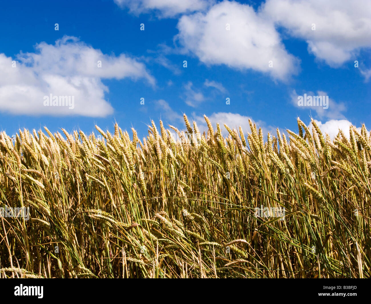 Maturing wheat hi-res stock photography and images - Alamy