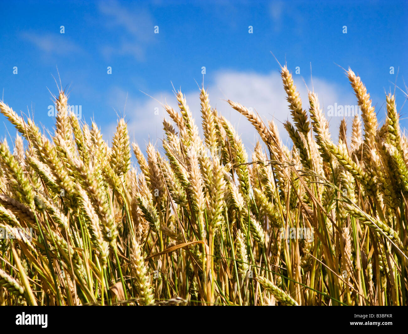 Wheat hi-res stock photography and images - Alamy