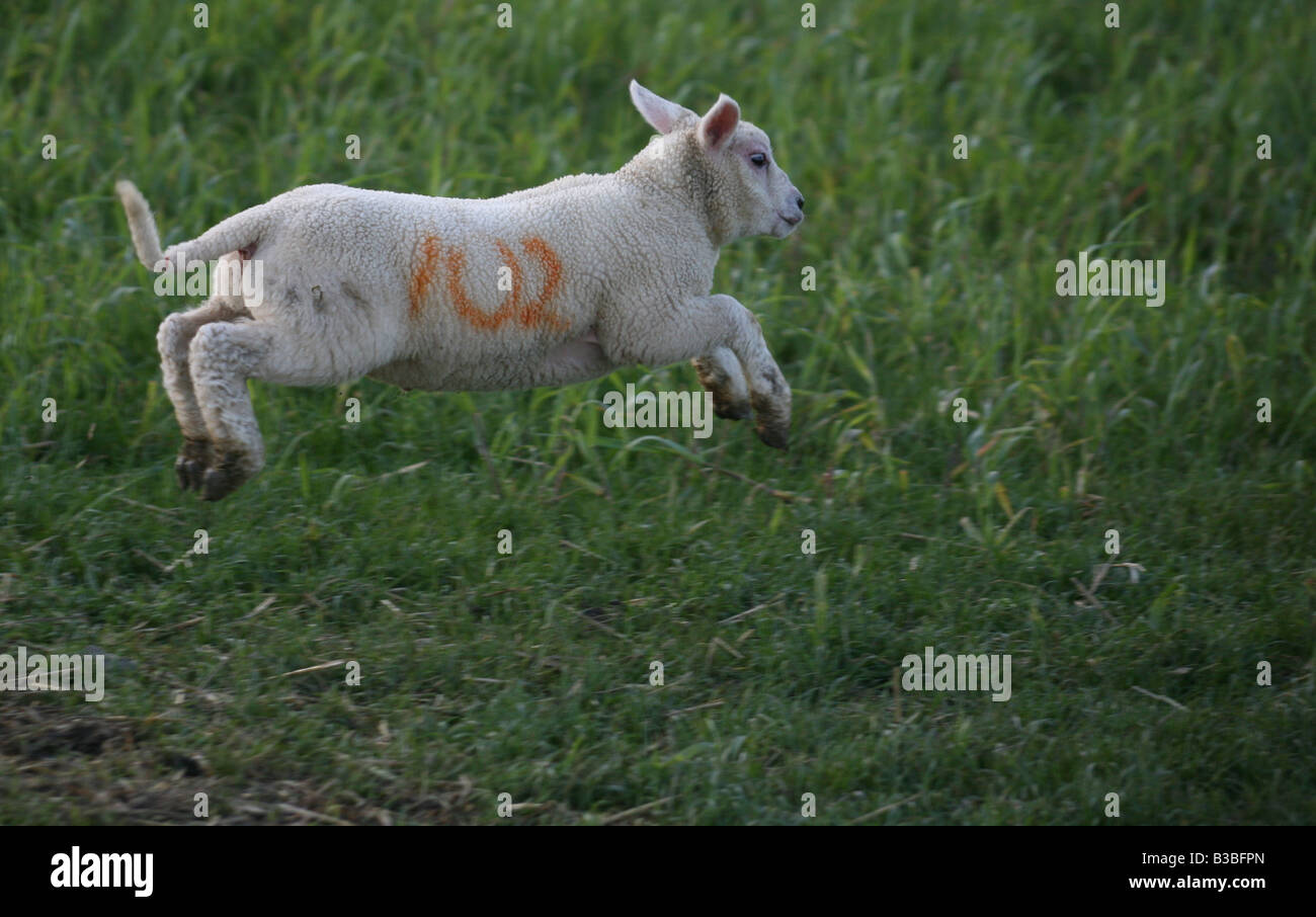 Spring lamb leaping hi-res stock photography and images - Alamy
