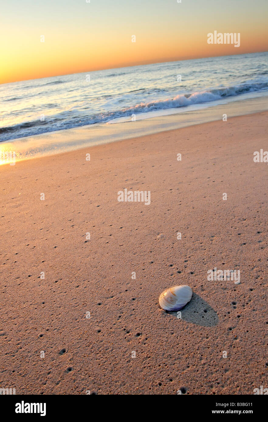 A single shell on the beach at sunrise Stock Photo - Alamy
