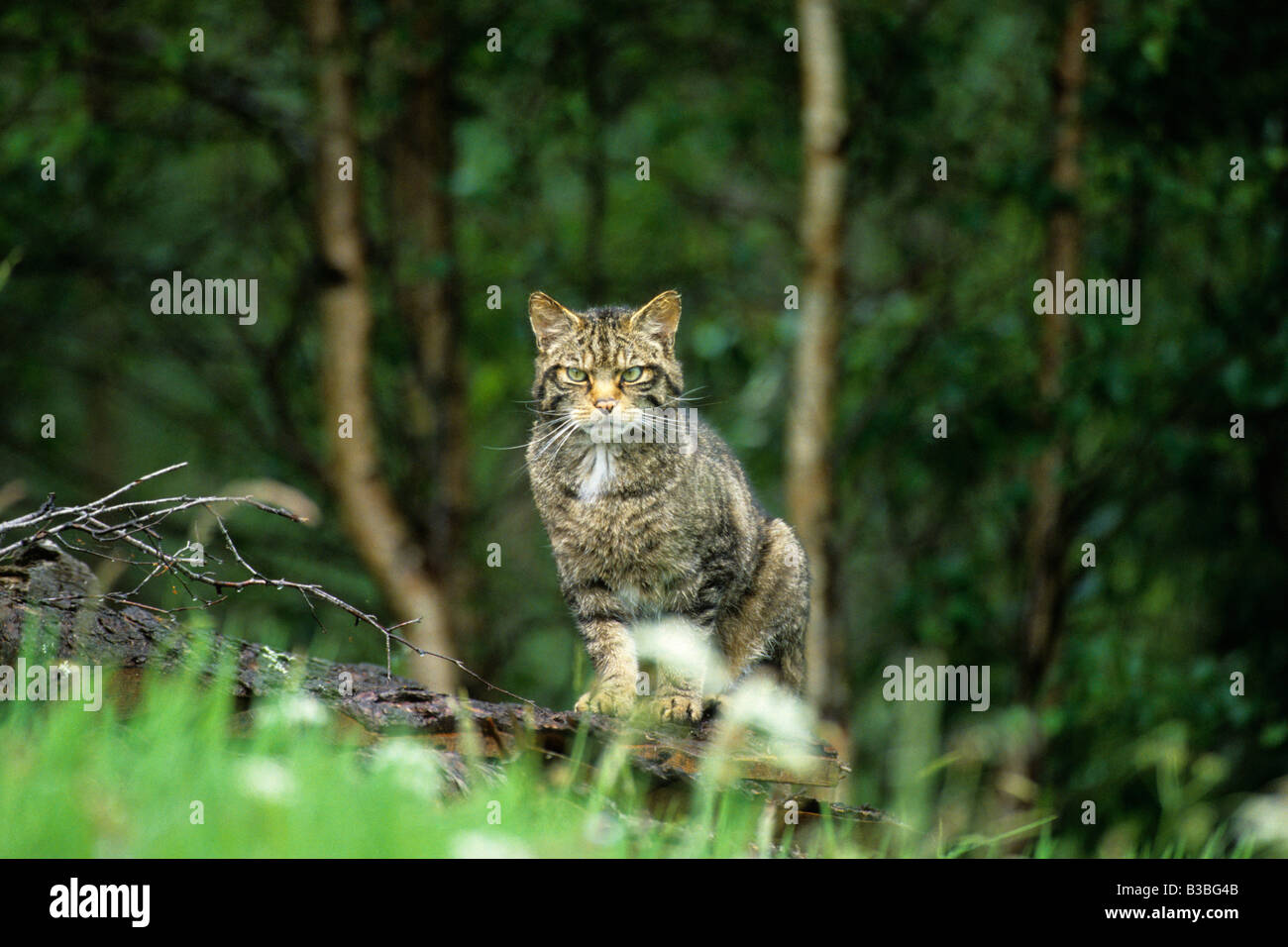 Scottish Wild Cat Felis silvestris standing looking for prey on a log ...