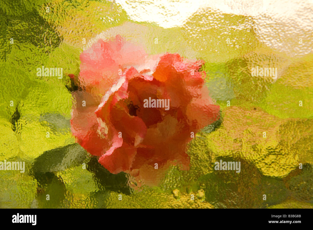 rose behind a distorted glass window panel Stock Photo - Alamy