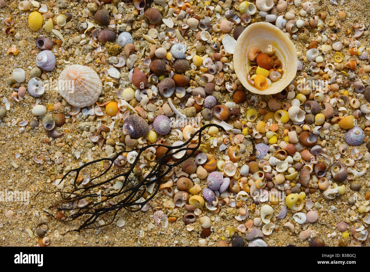 Shells on a beach on Bryher island on the Isles of Scilly England UK ...