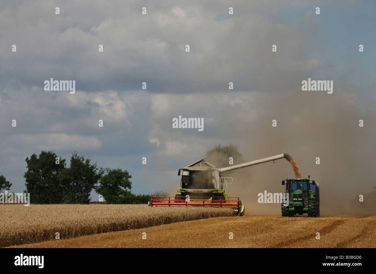 A COMBINE HARVESTER AND TRACTOR HARVEST WHEAT FOR BREAD PRODUCTION AT ...