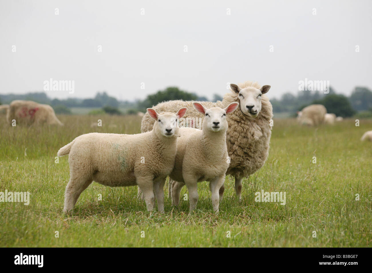 Lambs teeth hi-res stock photography and images - Alamy