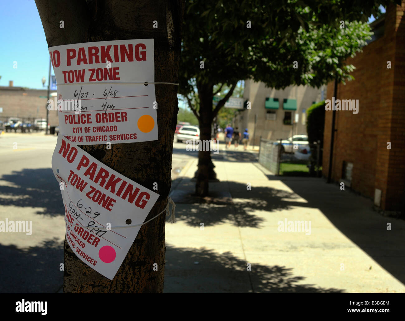No parking signs affixed to a tree on a street on Chicago's south side ...
