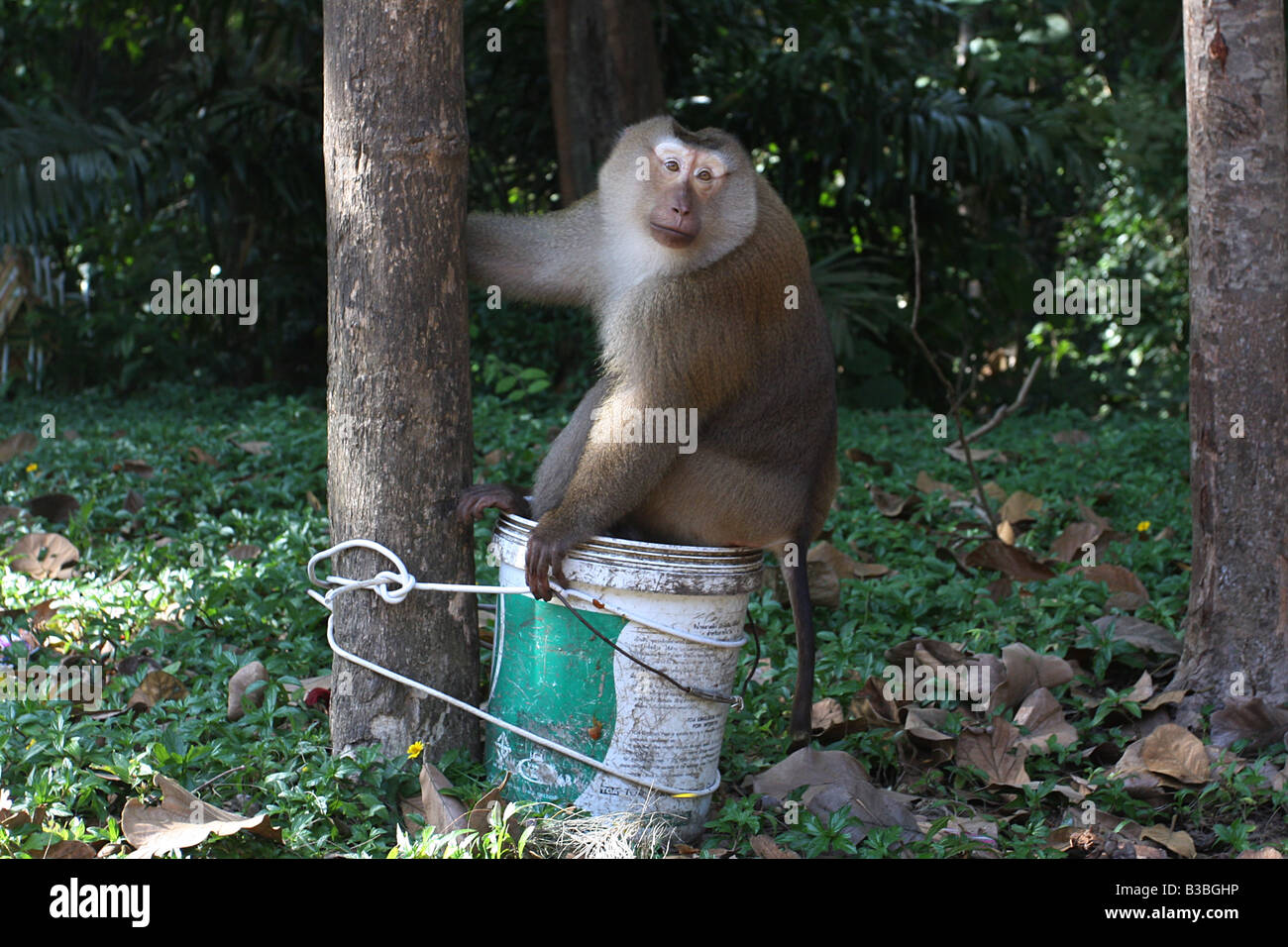 monkey sitting in a bucket Stock Photo - Alamy