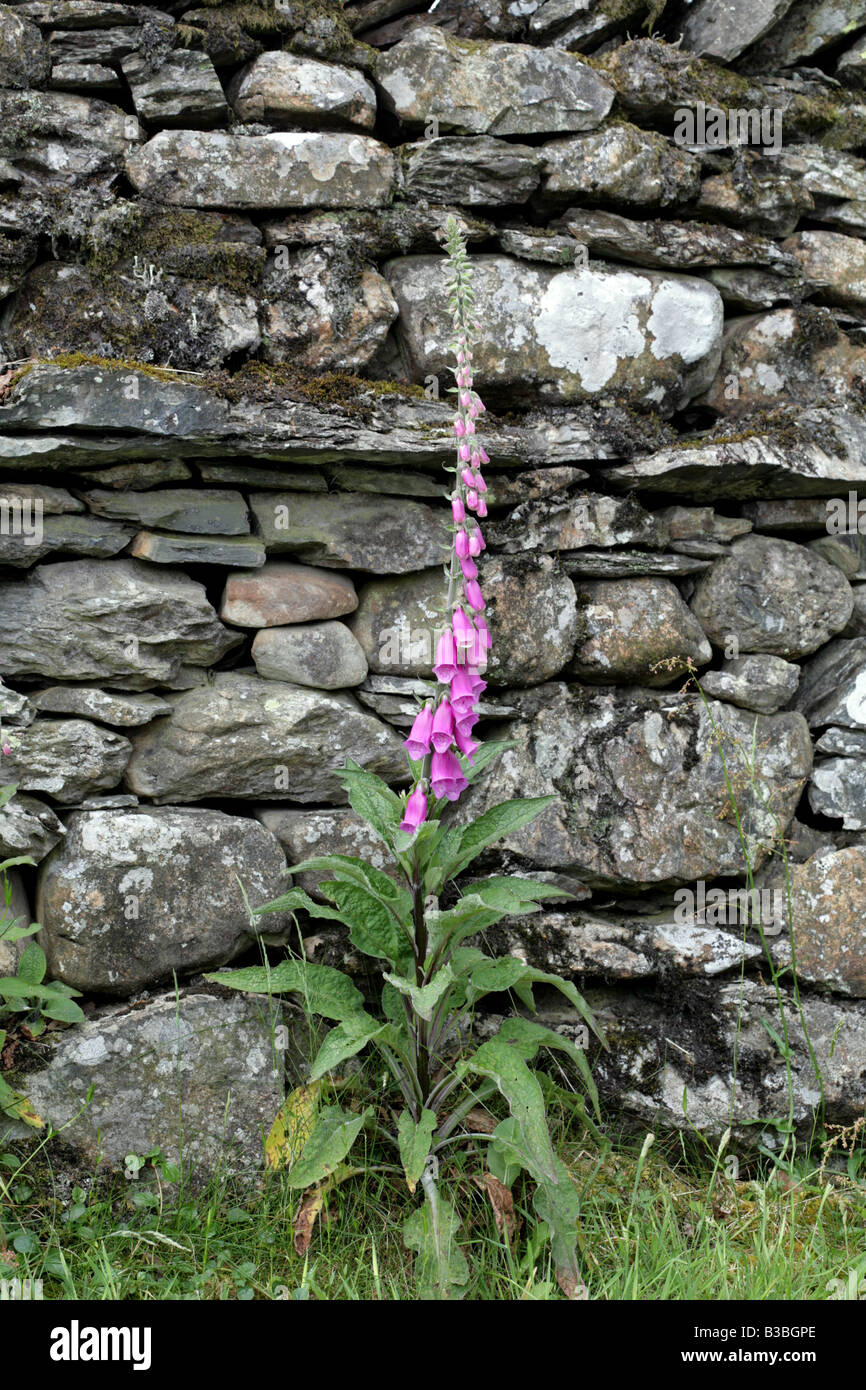 Foxgloves Digitalis purpurea, growing by a dry stone wall near, Near ...