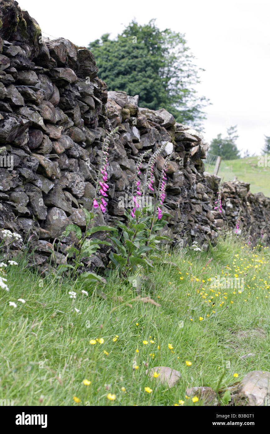 Foxgloves Digitalis purpurea, growing by a dry stone wall near, Near ...