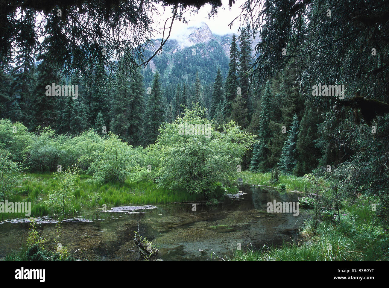 Rich habitat ponds mixed forest towering mountains at Wanglang Nature ...