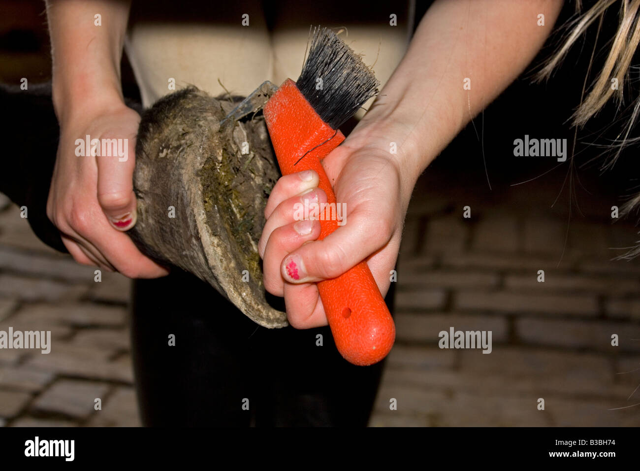 Child picking out her ponies hooves with red hoof pick in stable Stock ...