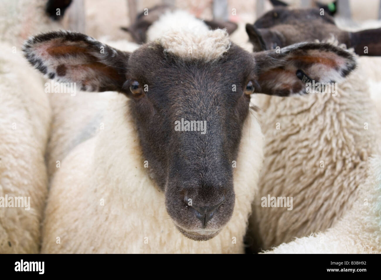 Closeup of head black-faced sheep facing camera Cotswolds UK Stock ...