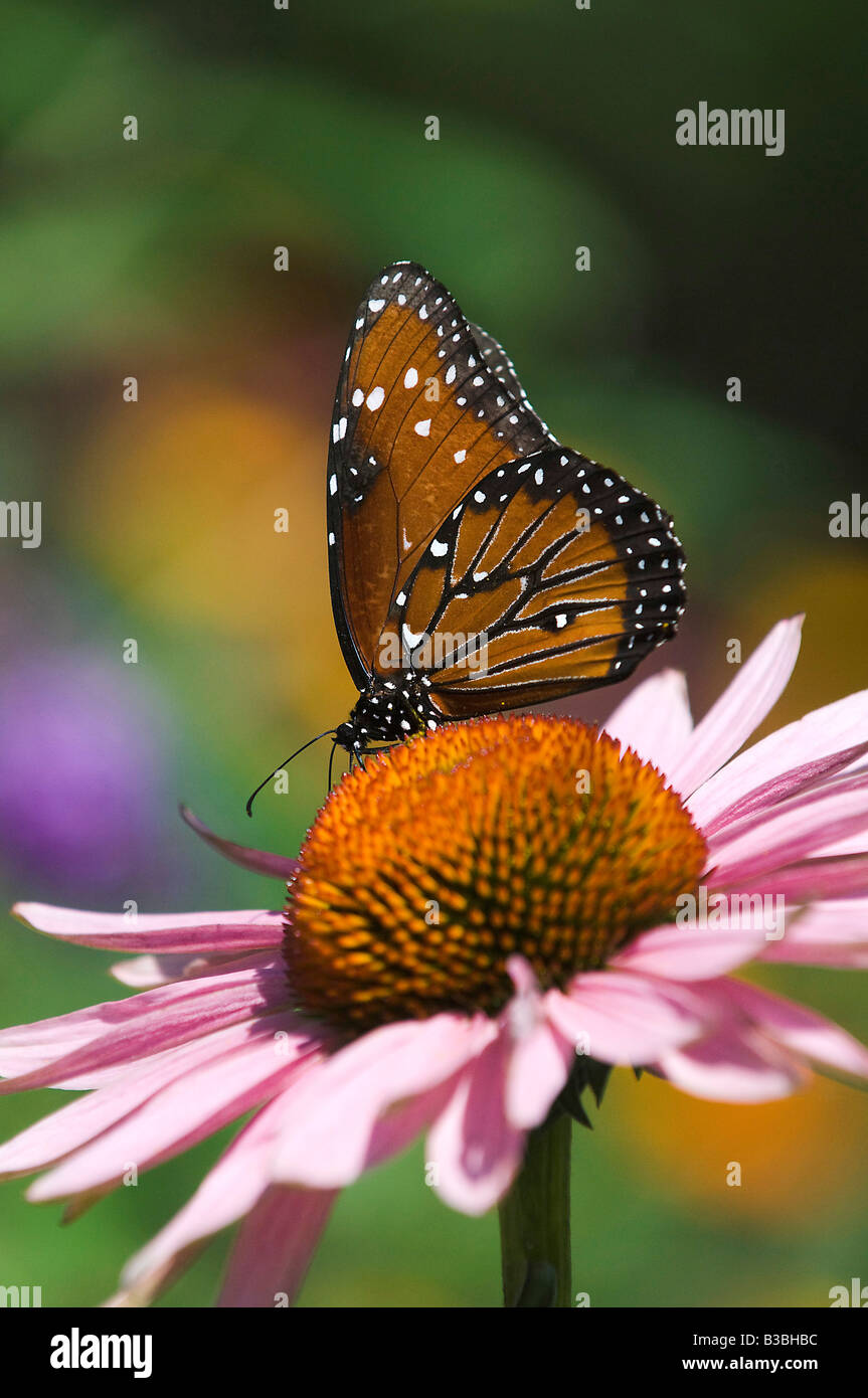 Monarch butterfly feeding on a Coneflower Stock Photo - Alamy