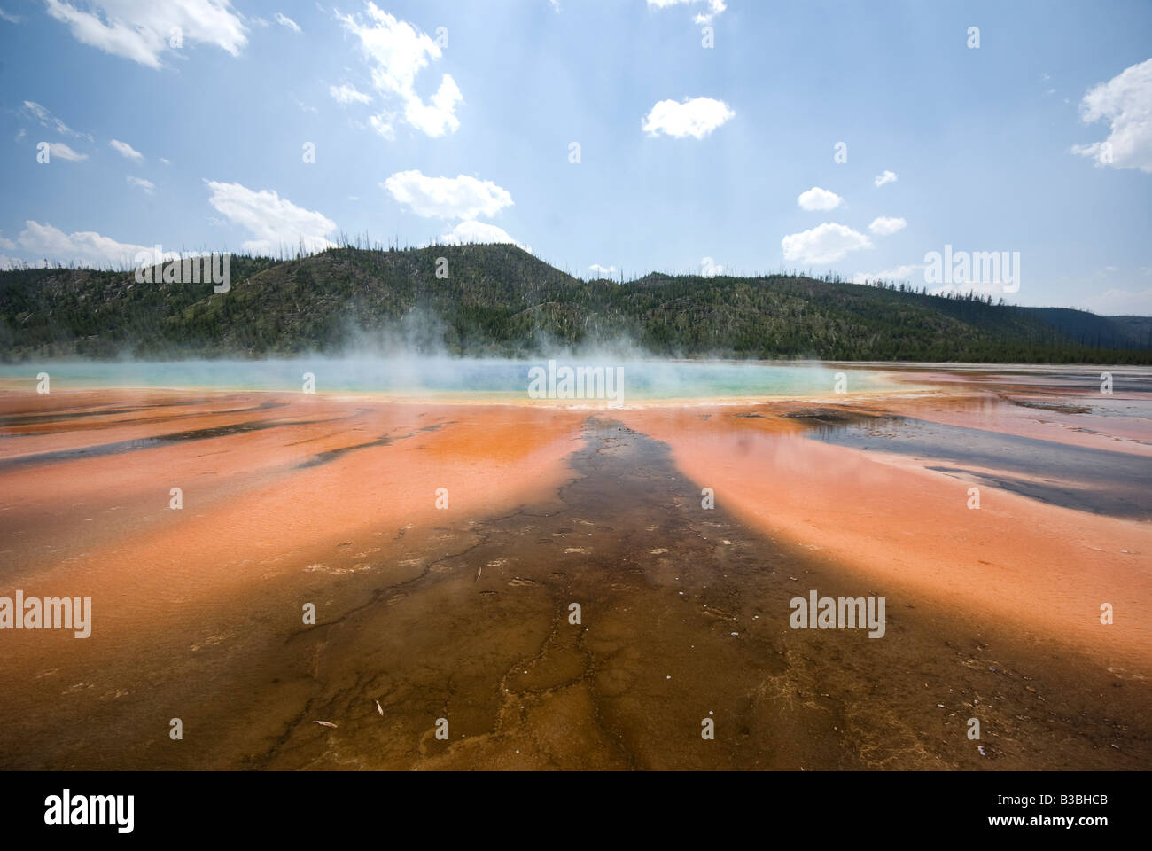 Grand prismatic spring bison hi-res stock photography and images - Alamy
