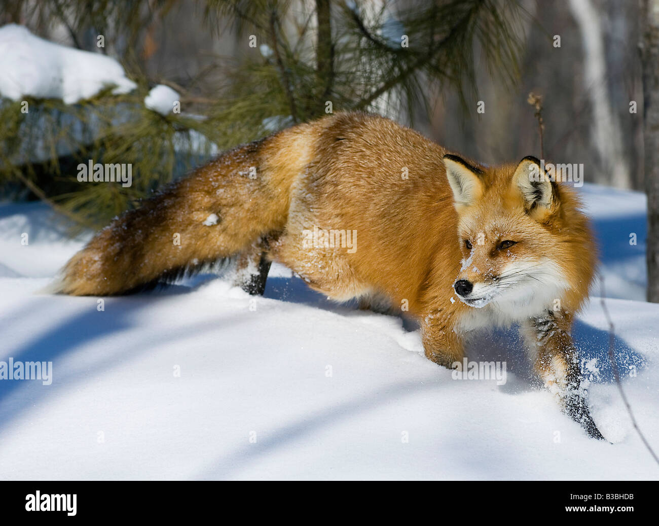 Fox on the hunt Stock Photo - Alamy