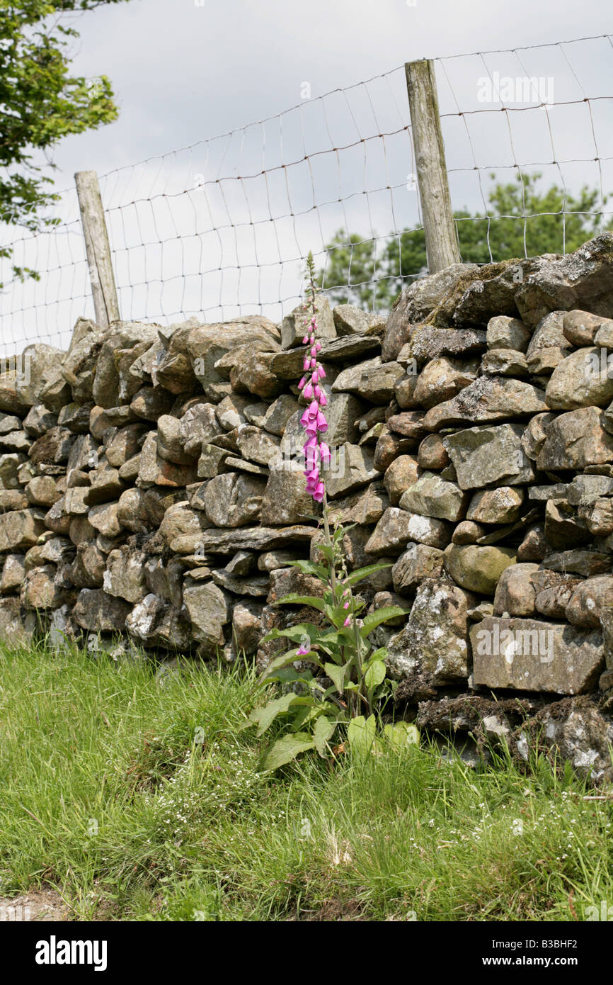 Foxgloves Digitalis purpurea, growing by a dry stone wall near, Near ...