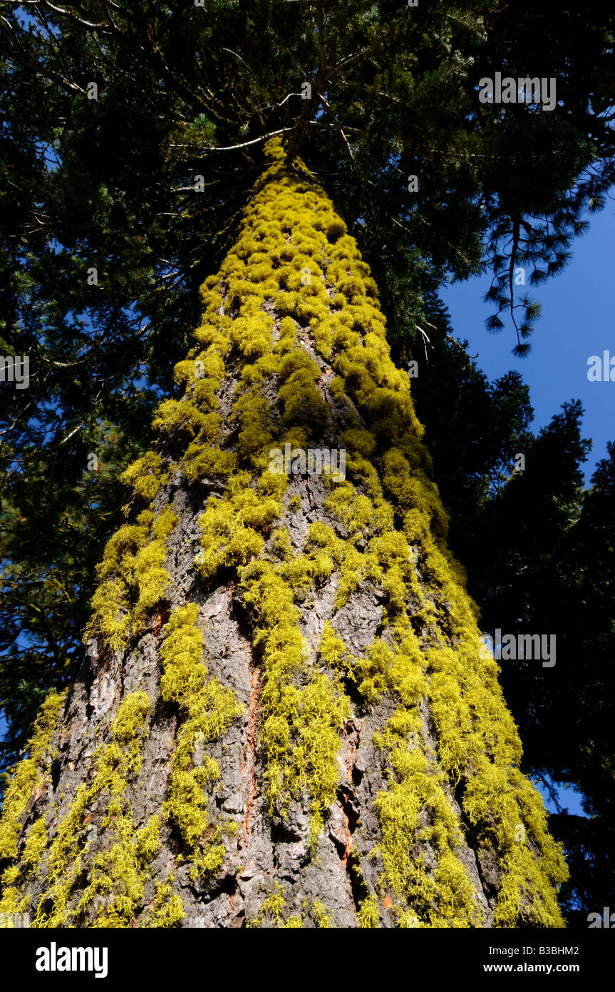 Giant douglas fir hi-res stock photography and images - Alamy