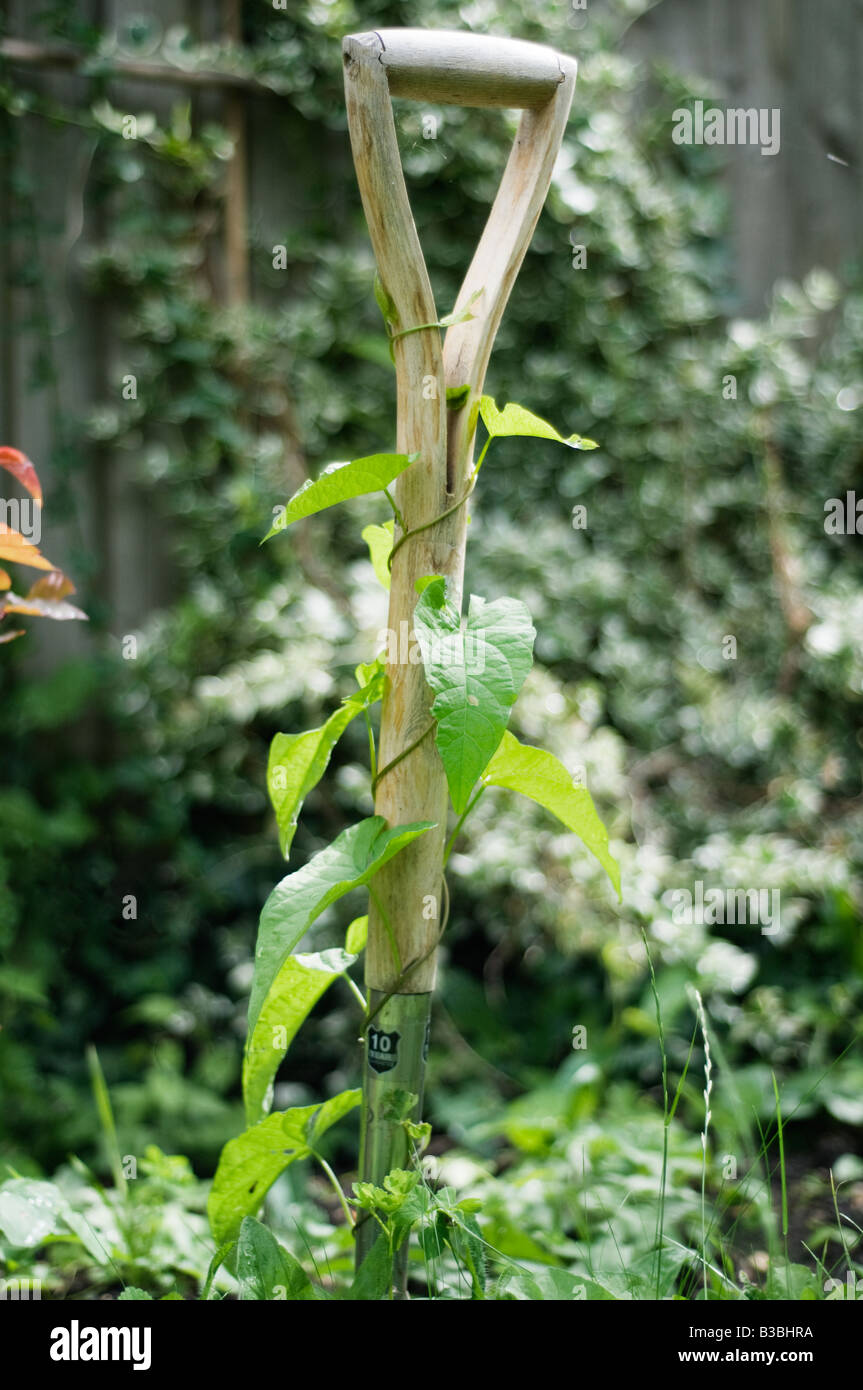 Black bindweed Fallopia convolvulus climbing on the handle of a garden ...
