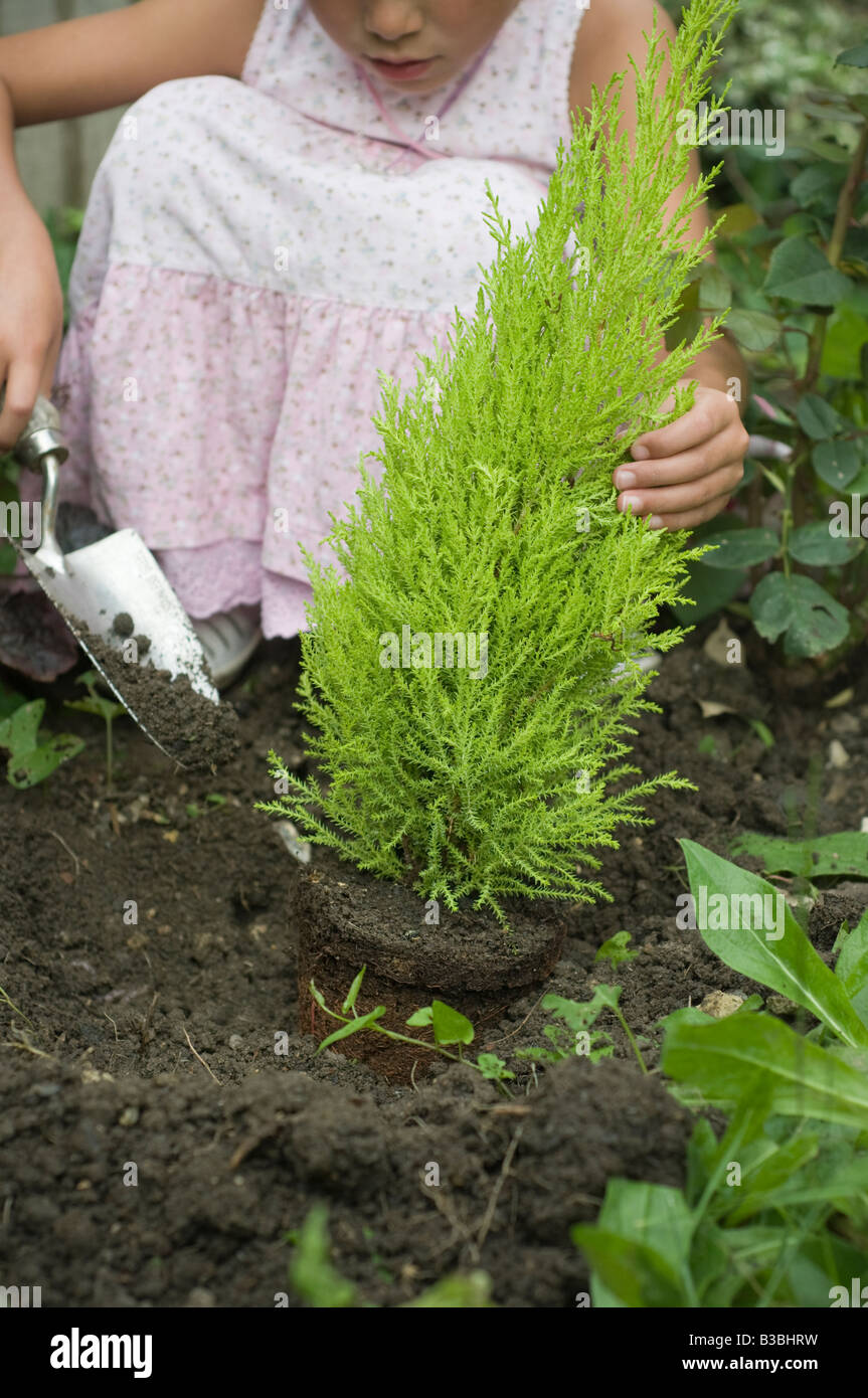 Child planting evergreen conifer tree Stock Photo - Alamy